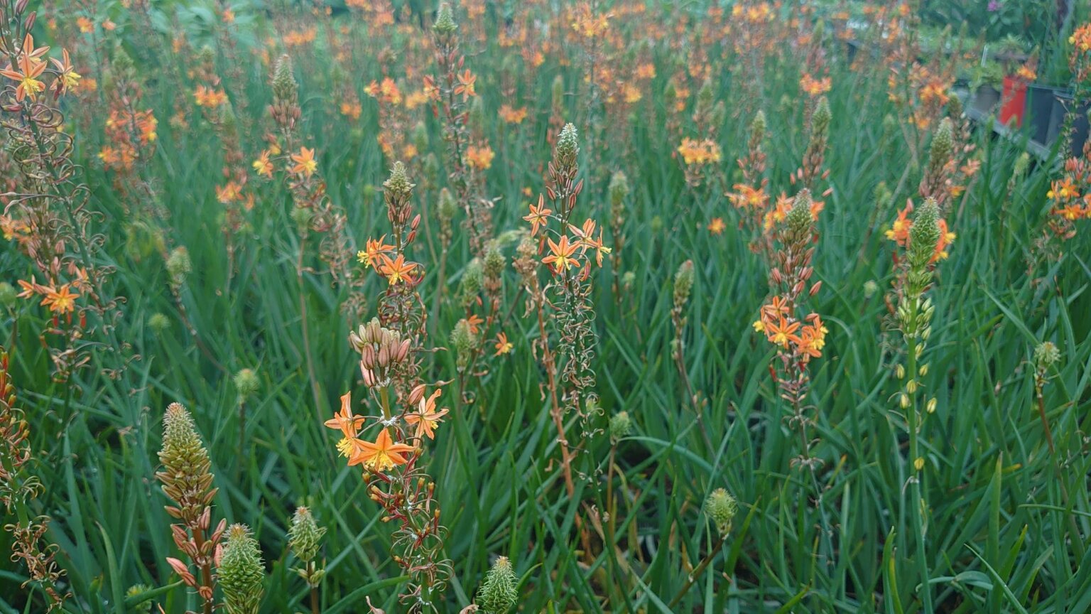 Spotlight on... Bulbinella frutescens